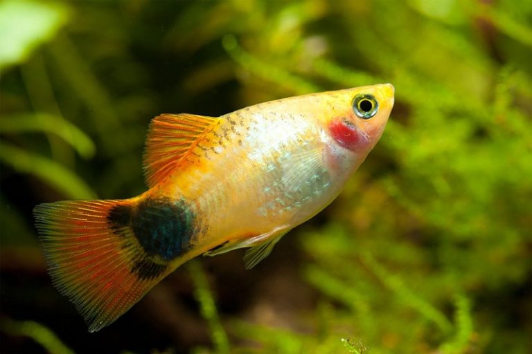 Freshwater fish - BEST CANISTER