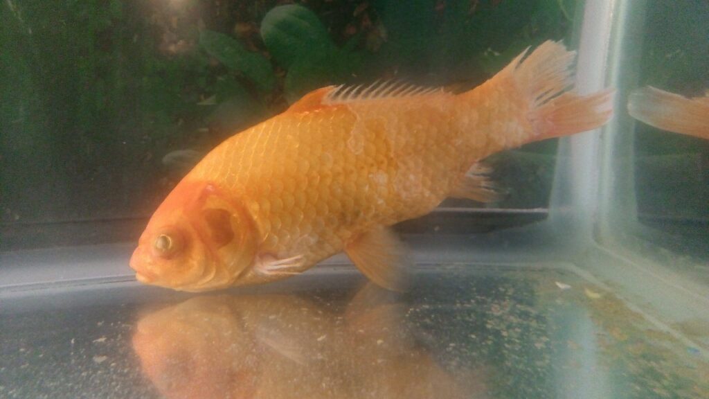 Fish feeding guidelines - BEST CANISTER