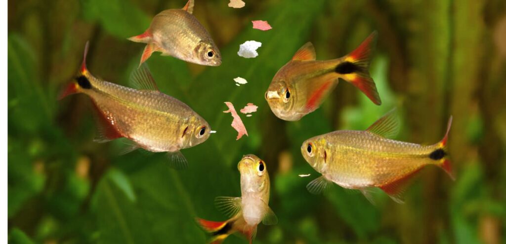 Fish feeding guidelines - BEST CANISTER