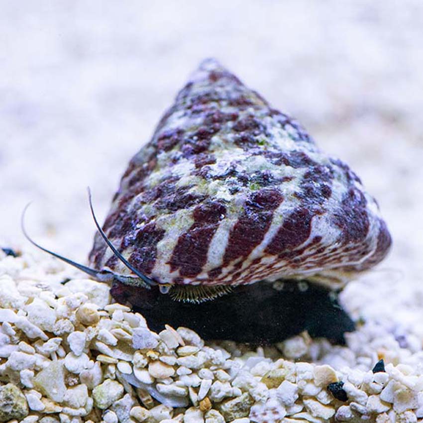 How to get rid of snails in aquarium - BEST CANISTER