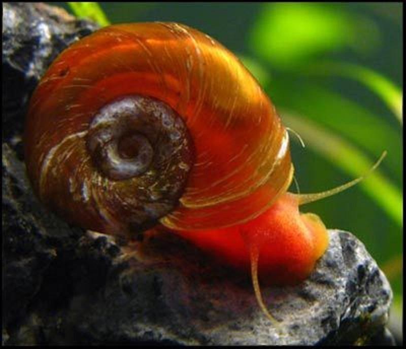 How to get rid of snails in aquarium - BEST CANISTER