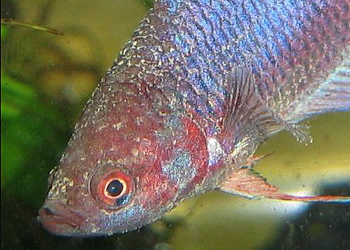 Profile Disease Velvet - BEST CANISTER