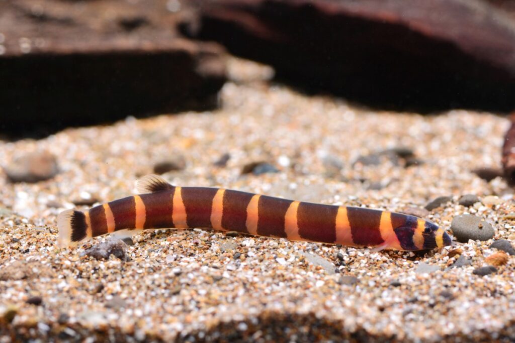 Profile fish Kuhli Loach - BEST CANISTER