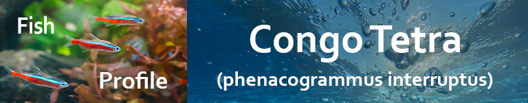 Profile fish Congo Tetra - BEST CANISTER