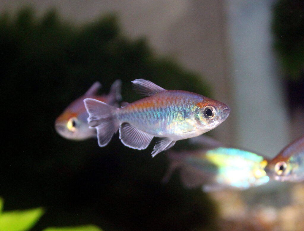 Profile fish Congo Tetra - BEST CANISTER