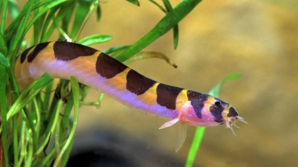 Profile fish Kuhli Loach - BEST CANISTER